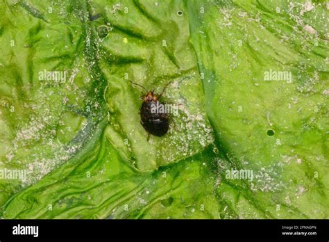 Common Jumping Bug Common Jumping Bugs Shore Bug Shore Bugs Saldula