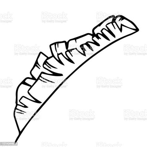 한 손으로 그려진 이국적인 열대 잎 낙서 스타일에서 흰색 배경에 격리 된 검은 색 윤곽선 카드 포스터 소셜 미디어 배너 스티커에 대한 귀여운 요소 벡터 그림입니다 귀여운에