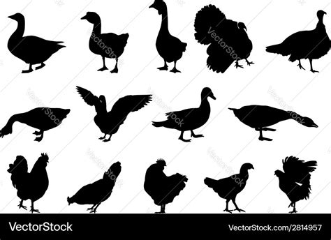 Poultry Royalty Free Vector Image Vectorstock