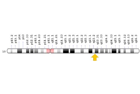 Schematic Overview Of Chromosome 10 Where The Pten Gene Is Located On