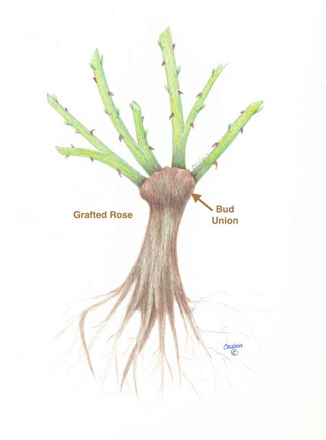 Rose Flower Anatomy