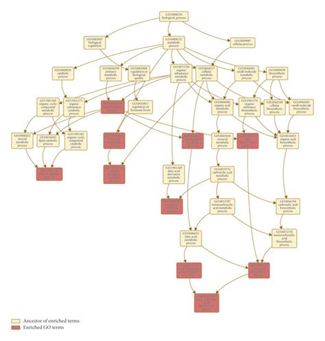 Gene Ontology Go Network A Go Network In The Tcga Rnaseq Lihc