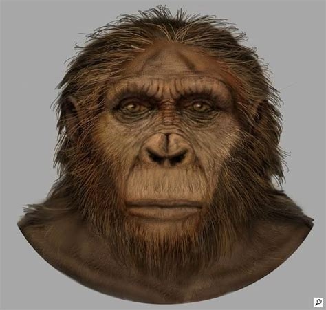 Paranthropus Aethiopicus Evolución Humana Hominidos Primates