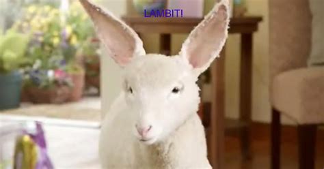 12 Lamb 12 Rabbit Lambit Imgur