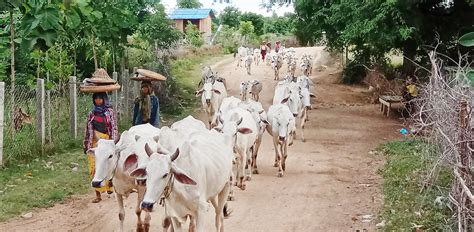 နတ်မောက်မြို့နယ်ရှိကျေးရွာများ၌ စိုက်ပျိုးရေး လုပ်ငန်းနှင့်တွဲဖက်၍ နွား၊ သိုး၊ ဆိတ် မွေးမ
