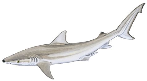 Blacknose Shark Carcharhinus Acronotus — Shark Research Institute