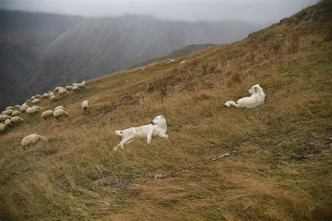 Philip Holsinger Toilia Rests With Marros Flock 110 For Sale At