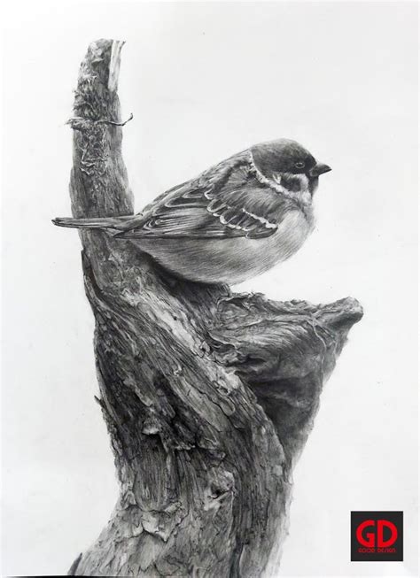 연필소묘 연필드로잉 조류드로잉 기초드로잉 정밀묘사 Pencil Sketch Images Art Drawings Sketches Charcoal Art