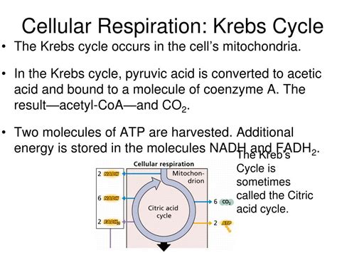 Ppt Cellular Respiration Powerpoint Presentation Free Download Id