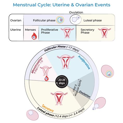Physiology Glossary Menstrual Cycles Normal Variability And Clinical Terms Ditki Medical