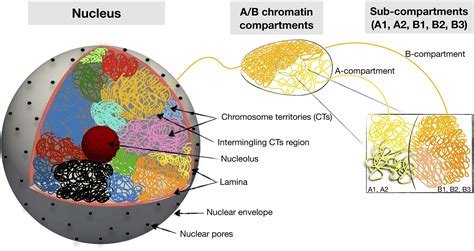 Frontiers A Liquid State Perspective On Dynamics Of Chromatin