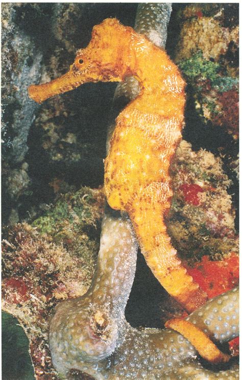 海马 中药学 医学