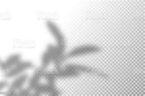 사실적인 그림자 오버레이 효과의 벡터 그림입니다 나뭇가지 잎 단풍의 투명한 부드러운 그림자 제품 프레젠테이션을 위한 현대적인 모형 배경 0명에 대한 스톡 벡터 아트 및 기타