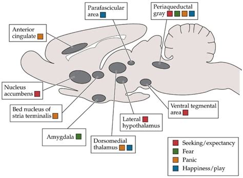 Affect And Attractor Landscapes Panksepp 2005 Download Scientific