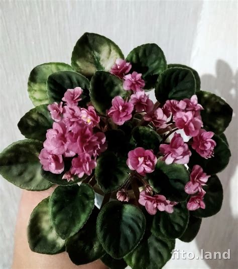 Фиалка Frosty Bubbles