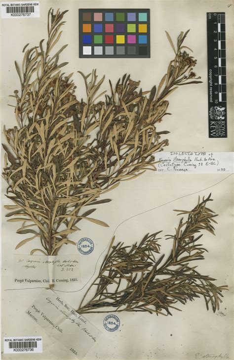 Myrceugenia Lanceolata Juss Ex J St Hil Kausel Plants Of The