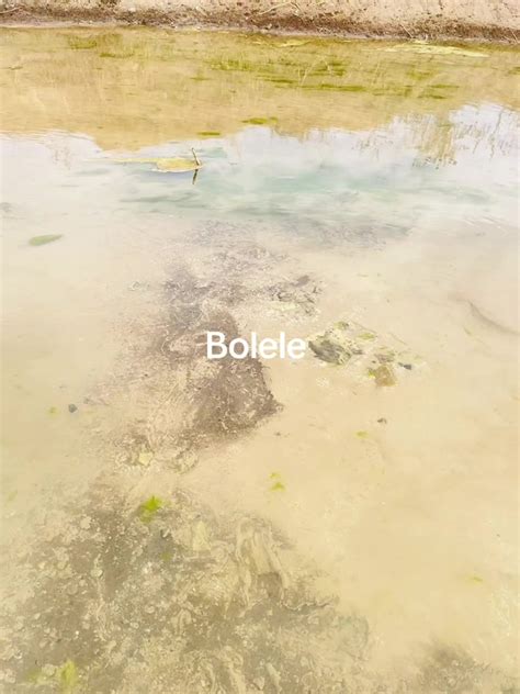 Makwasa Seerane Erane S Videos With Original Sound Makwasa Seerane Tiktok