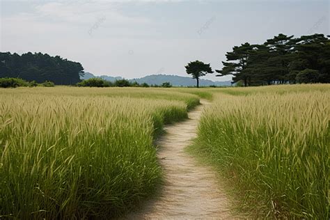 A Path Of Tall Grass Runs Through A Field Background Autumn Reed