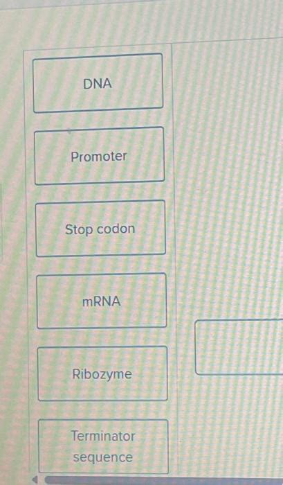 Solved Dna Promoter Stop Codon Mrna Ribozyme Terminator