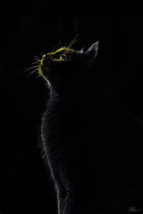 Gloweffect Photoshopmagic Graphicdesign Visualimpact