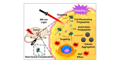 Supramolecular Dual Polypeptides Induced Tubulin Aggregation For