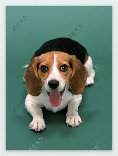 比格犬图片素材 编号09822185 图行天下