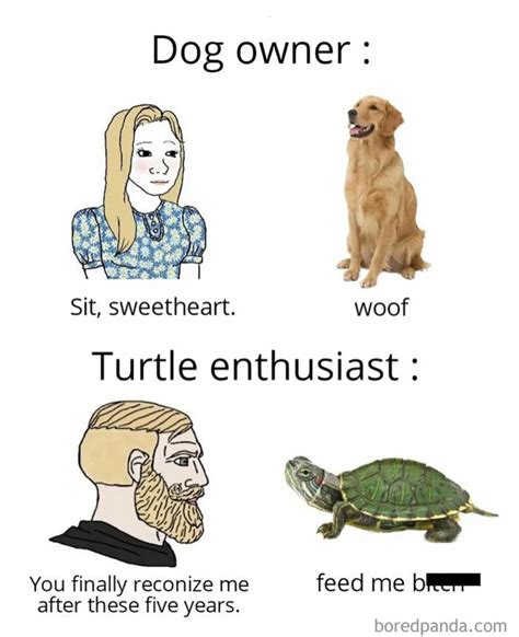 Best How Fast Do Turtles Grow A Guide With Charts All Turtles Artofit