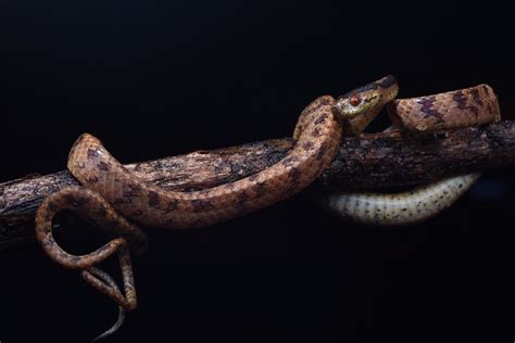 蛇尾缠绕蛇头咬蛇尾第8页大山谷图库