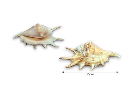 Lambys Adami Enanosexto Continente Sa Lambys Adami Enano 07cm