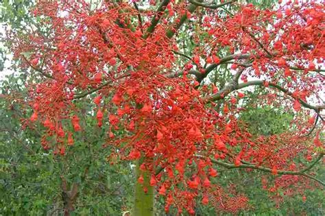 Brachychiton Acerifolius