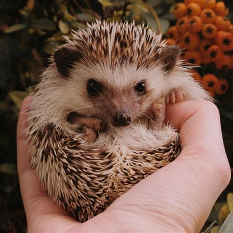 Hedgehog Villains Wiki Fandom