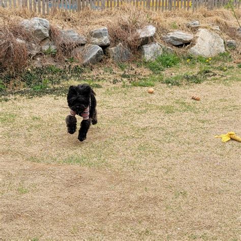 말티푸 성견크기 성격 분양 모색 말티즈푸들 믹스견 네이버 블로그