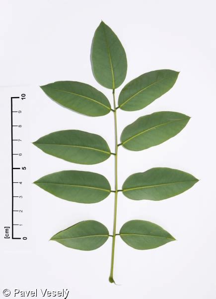 Sophora Japonica Jerlín Japonský • Pladias Databáze české Flóry A