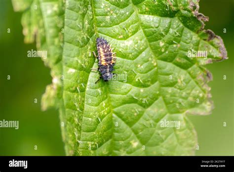 New Born Ladybug Eclosing Green Leaf Switches From Larva To Ladybug