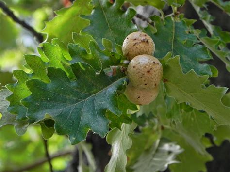 Á R B O L E S T R E E S Y P A L M E R A S P A L M S Quercus