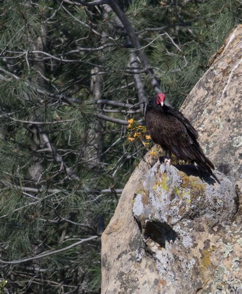Turkey Vulture