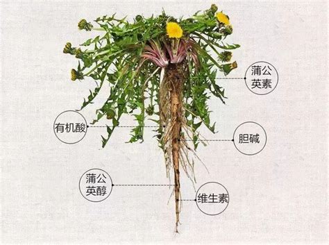 蒲公英结构名称分析图 蒲公英的构造图片解释 伤感说说吧