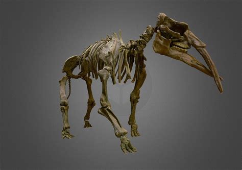 Gomphotherium 3d Model By Stauros [4af1e3a] Sketchfab