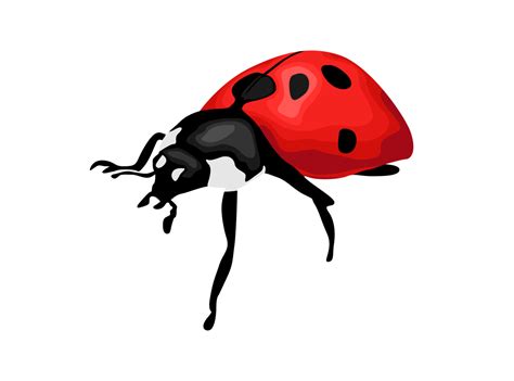Insect Ladybug 21468239 Png Insect Ladybug 21468239 Png