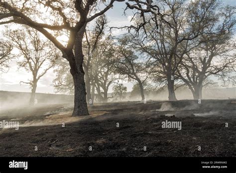 Grasses And Oak Trees Smolder After A Fire Stock Photo Alamy