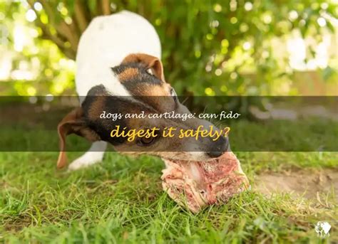 Dogs And Cartilage Can Fido Digest It Safely Petshun