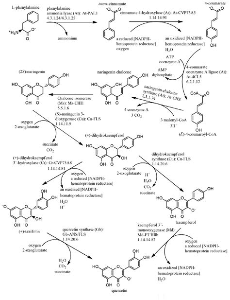 Biosynthetic Pathway For Quercetin Download Scientific Diagram