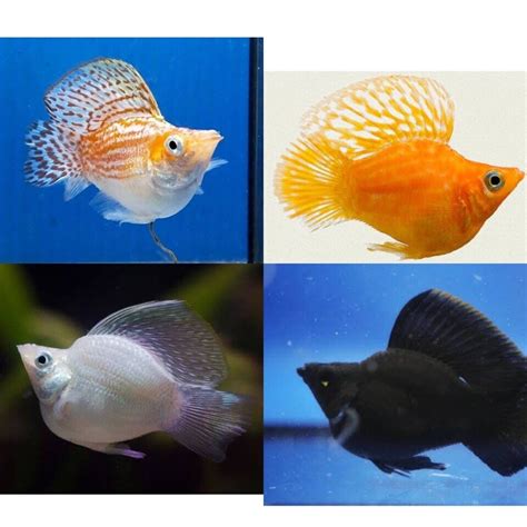 ปลาม้าลายเรืองแสง คละสี ชุด 10ตัวแถม2 Line Shopping