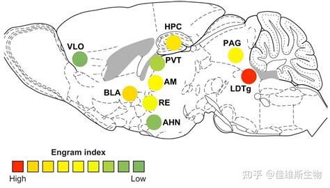《nature Communications》：基于全脑c Fos组织透明化三维整体成像揭示单个“记忆印迹”在不同大脑区域分布 知乎