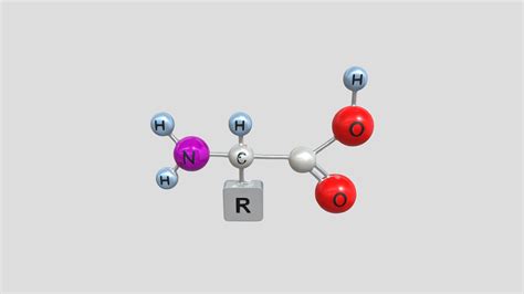 Amino Acid Structure 3d