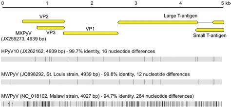 Whole Genome Sequence Alignment Of Mxpyv Relative To Other Recently