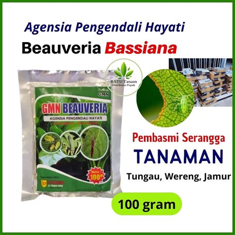 Jual Agensia Hayati Beauveria Bassiana 100gram Pembasmi Serangga Tanaman Ulat Kutu Daun Pupuk