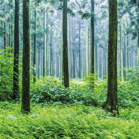 글래드 포레스트