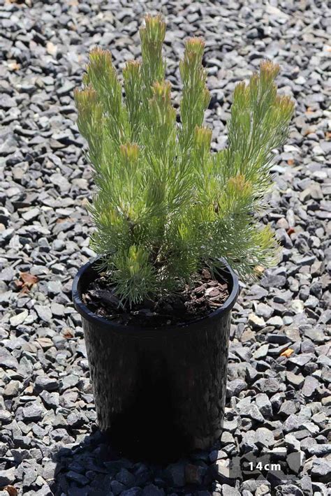 Shrubs And Hedging Dinsan Nursery
