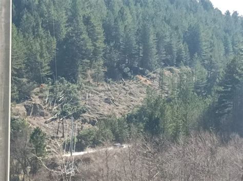 „Толку ли го мразите Берово“ Масовно се уништува боровата шума убавината на градот Реален